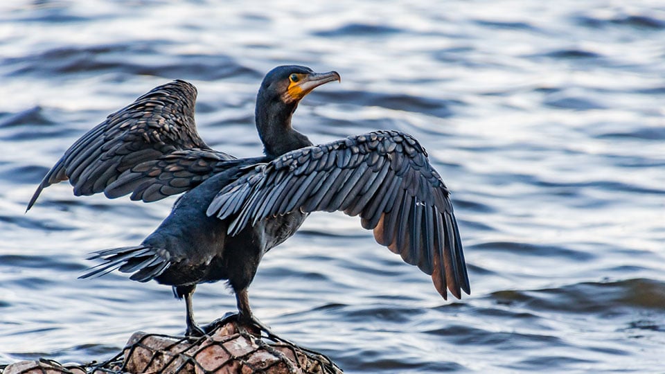 Antal skarvar i Sverige