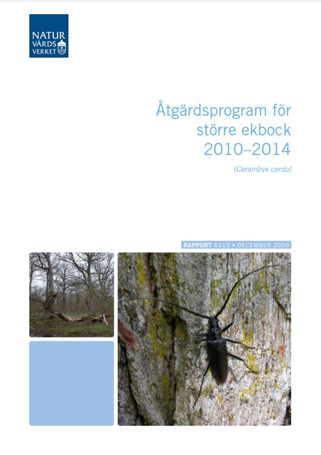 Åtgärdsprogram för större ekbock