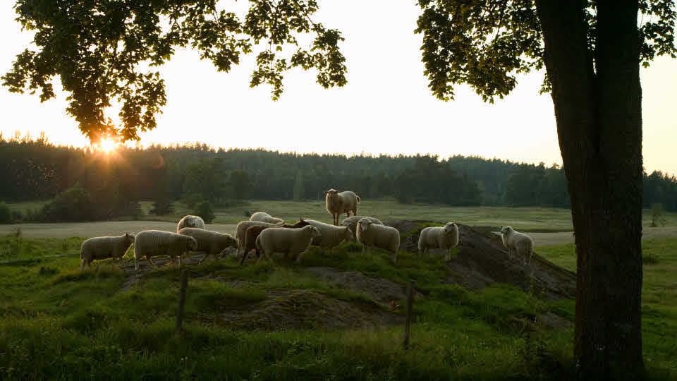Ersättning för åtgärder i ängs- och betesmarker
