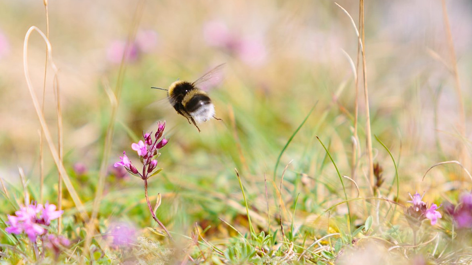 Skrivarstöd till projekt inom natur och biologisk mångfald Skrivarstöd till projekt inom natur och biologisk mångfald