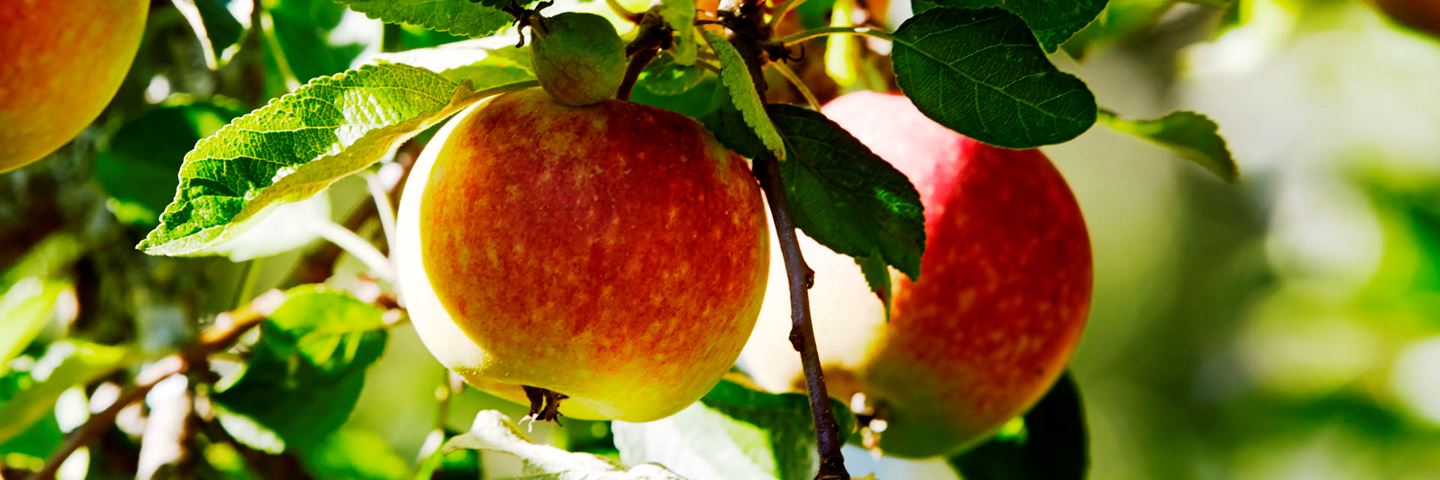 Swedish Environmental Protection Agency