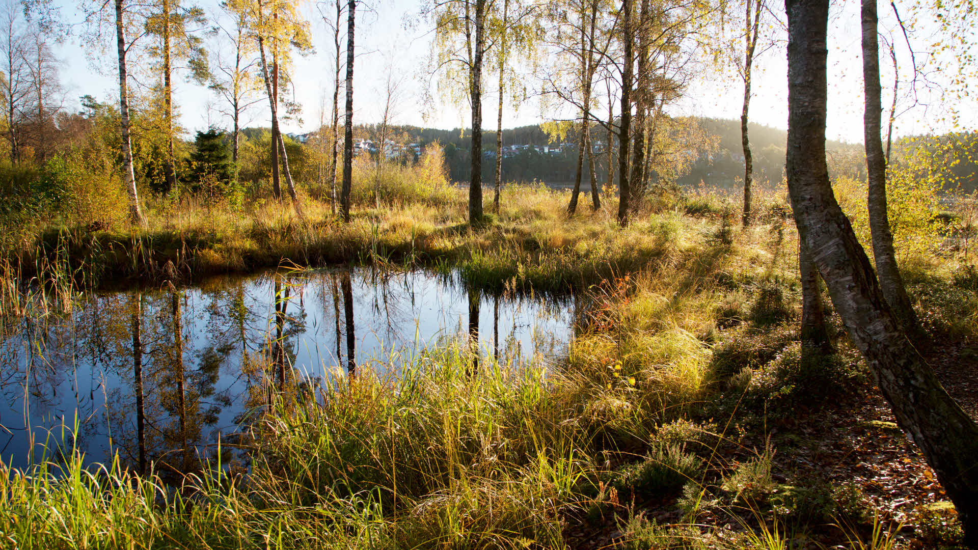 Allt om biologisk mångfald